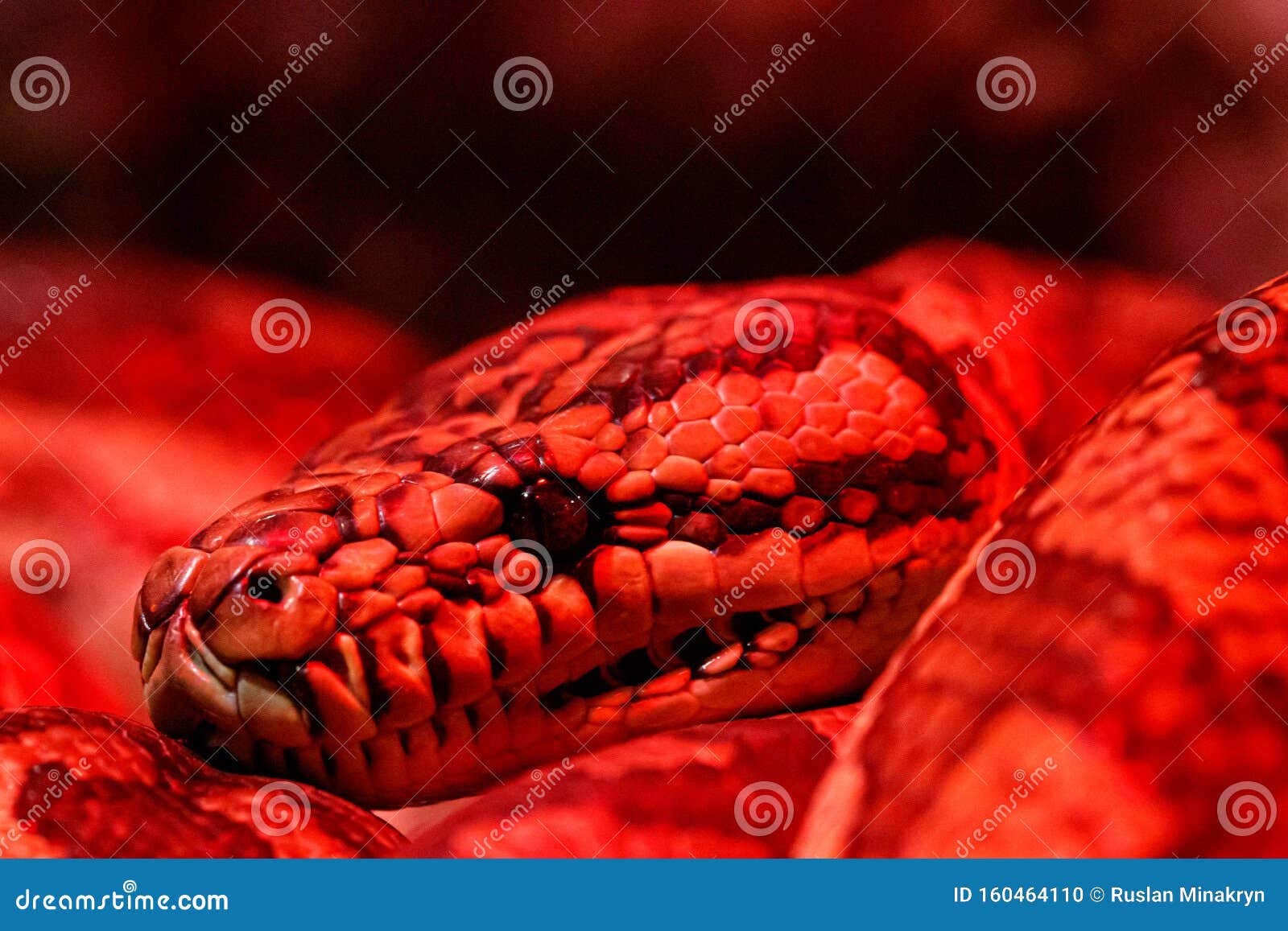 Beautiful Pair of Kites Coastal Carpet Python Stock Photo - Image of ...