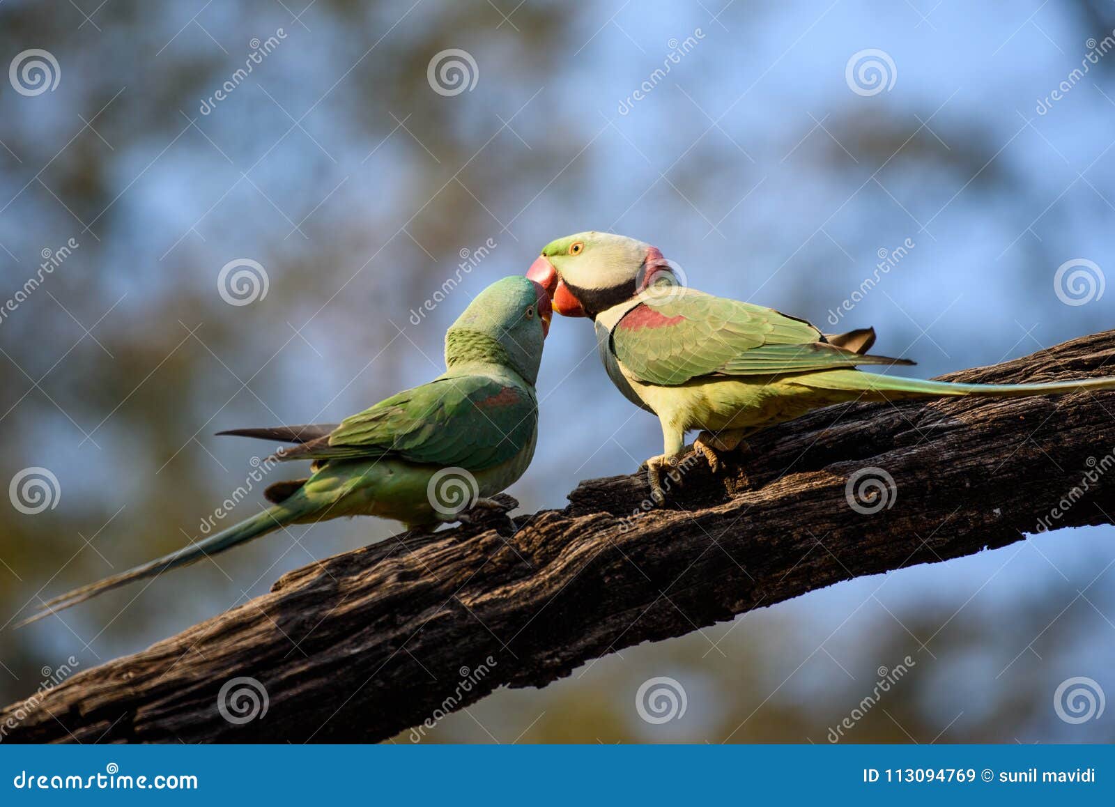 Parakeet pair stock image. Image of pair, india, parakeet - 113094769