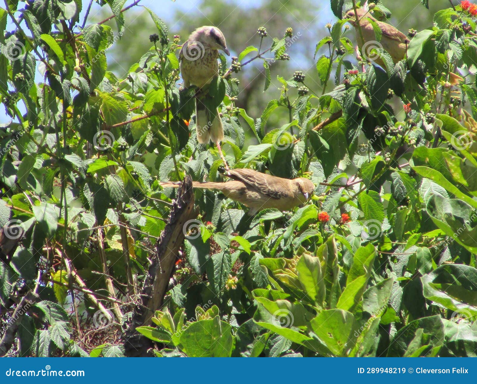 A Beautiful Pair of Mockingbirds Mimus Saturninus Stock Image - Image ...