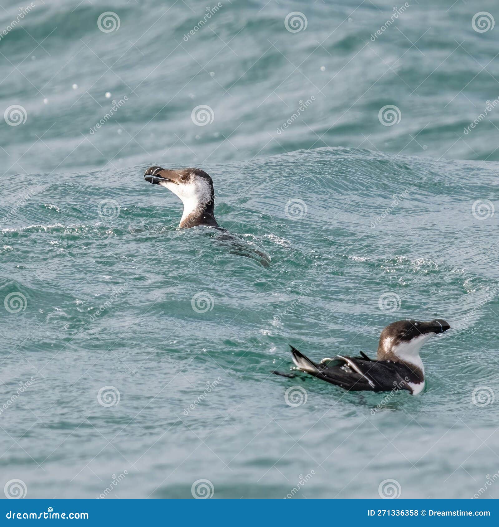 Beautiful Pair of Razorbills in a Body of Water Stock Photo - Image of ...