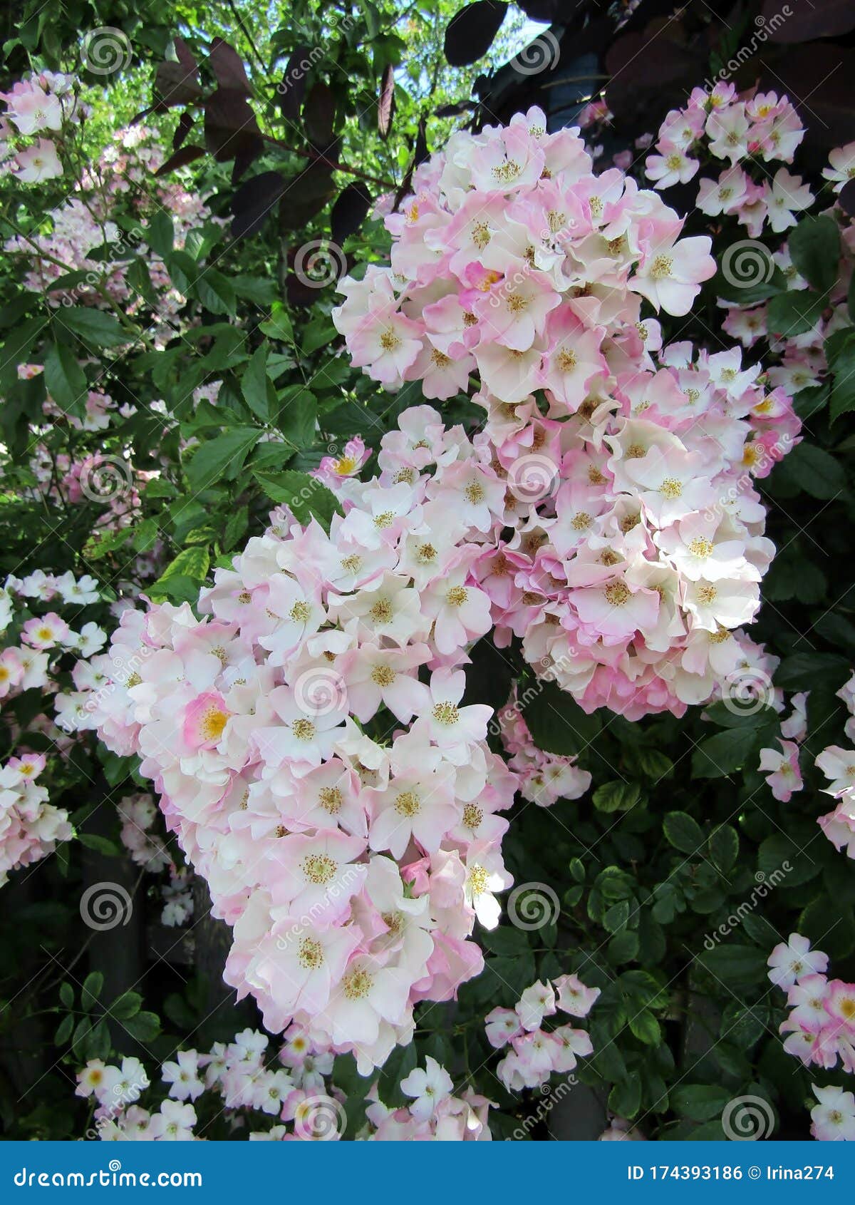 Beautiful pale pink roses stock photo. Image of garden - 174393186