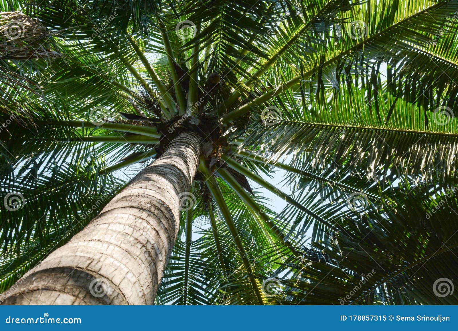 Beautiful Palm Coconut Tree. Stock Image - Image of coconut, tropical ...