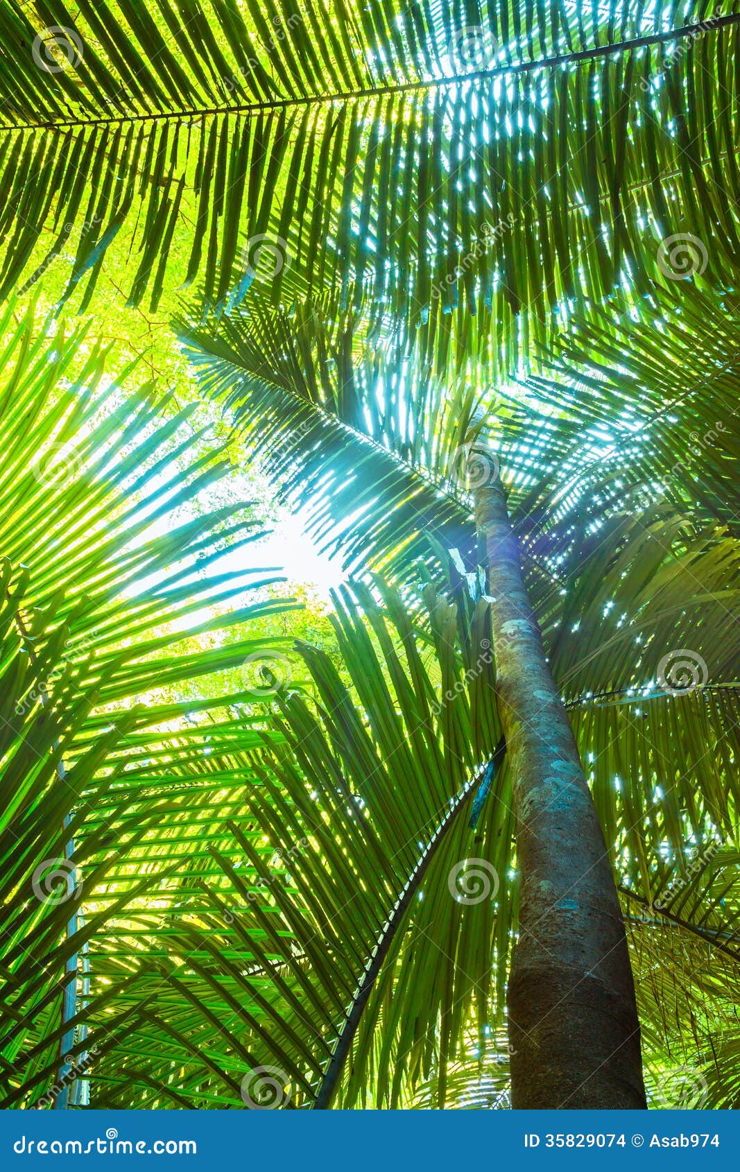 Beautiful Palm Leaves of Tree in Sunlight Stock Photo - Image of growth ...