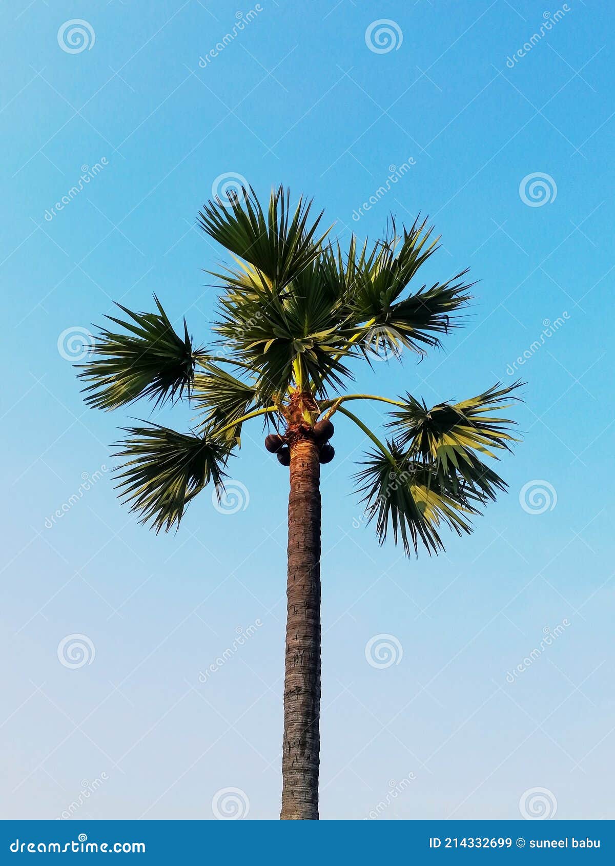Beautiful palm tree stock image. Image of palm, tree - 214332699