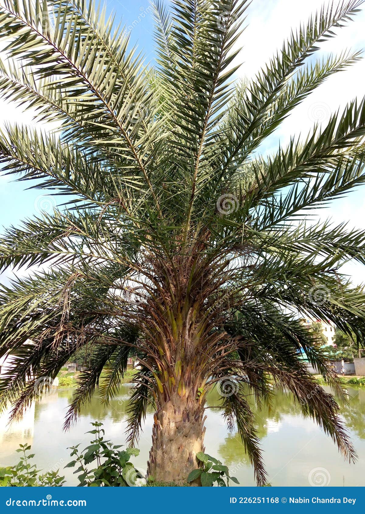 A Beautiful Palm Tree stock photo. Image of resort, green - 226251168