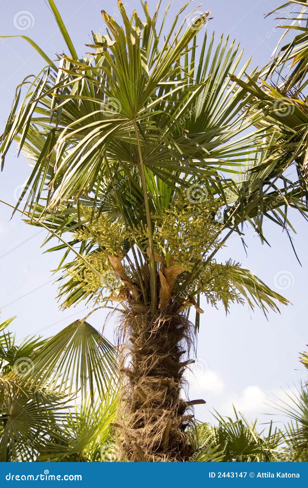Beautiful palm tree stock image. Image of green, garden - 2443147
