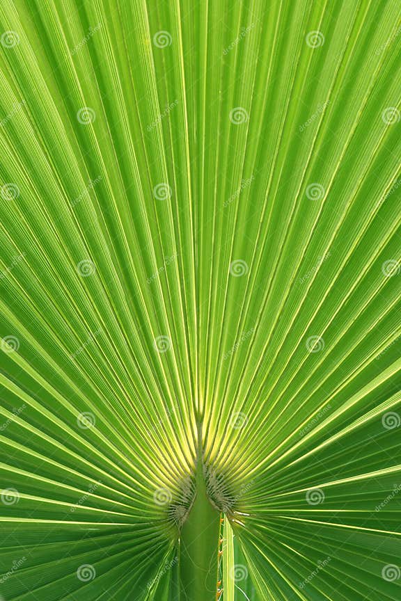 Beautiful Palm Tree Leaf Texture Stock Photo - Image of beauty, leaf ...