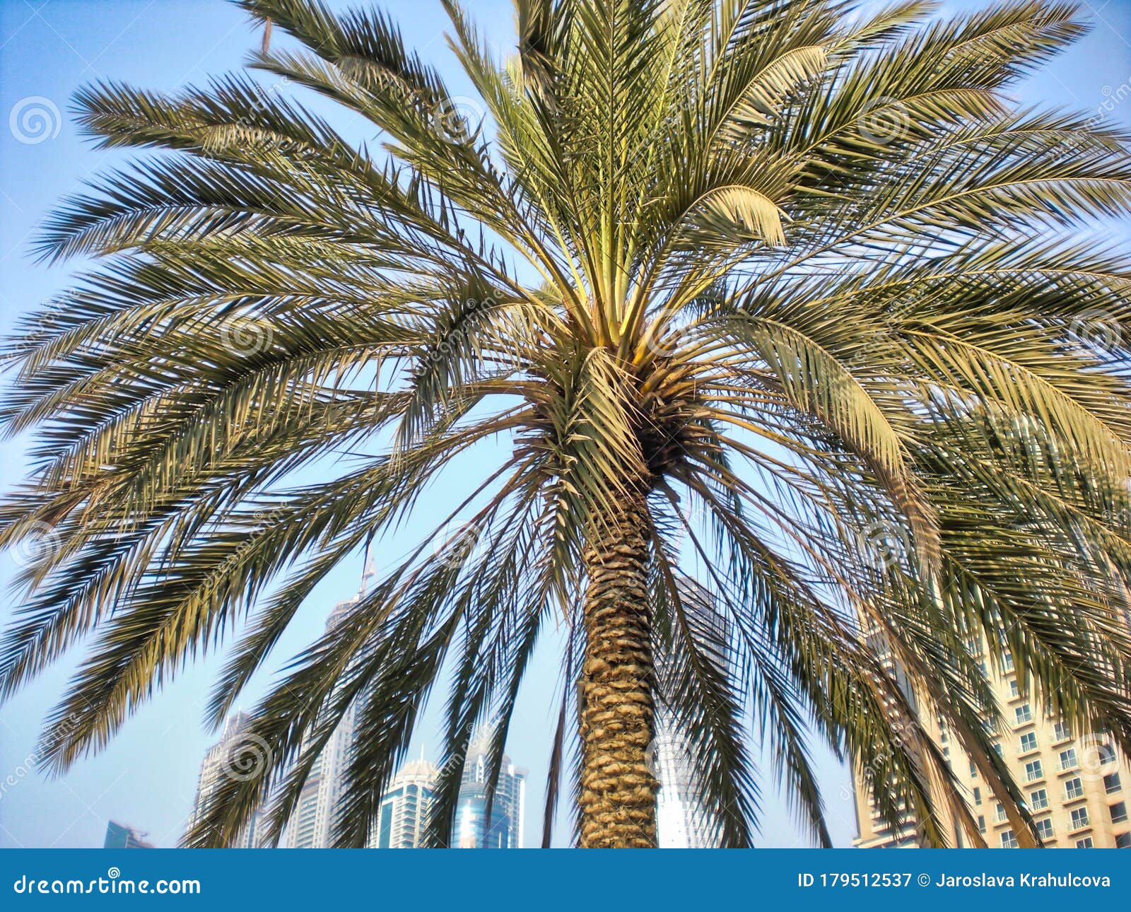 Beautiful Palm Tree with Nice Blue Sky Background Stock Image - Image ...
