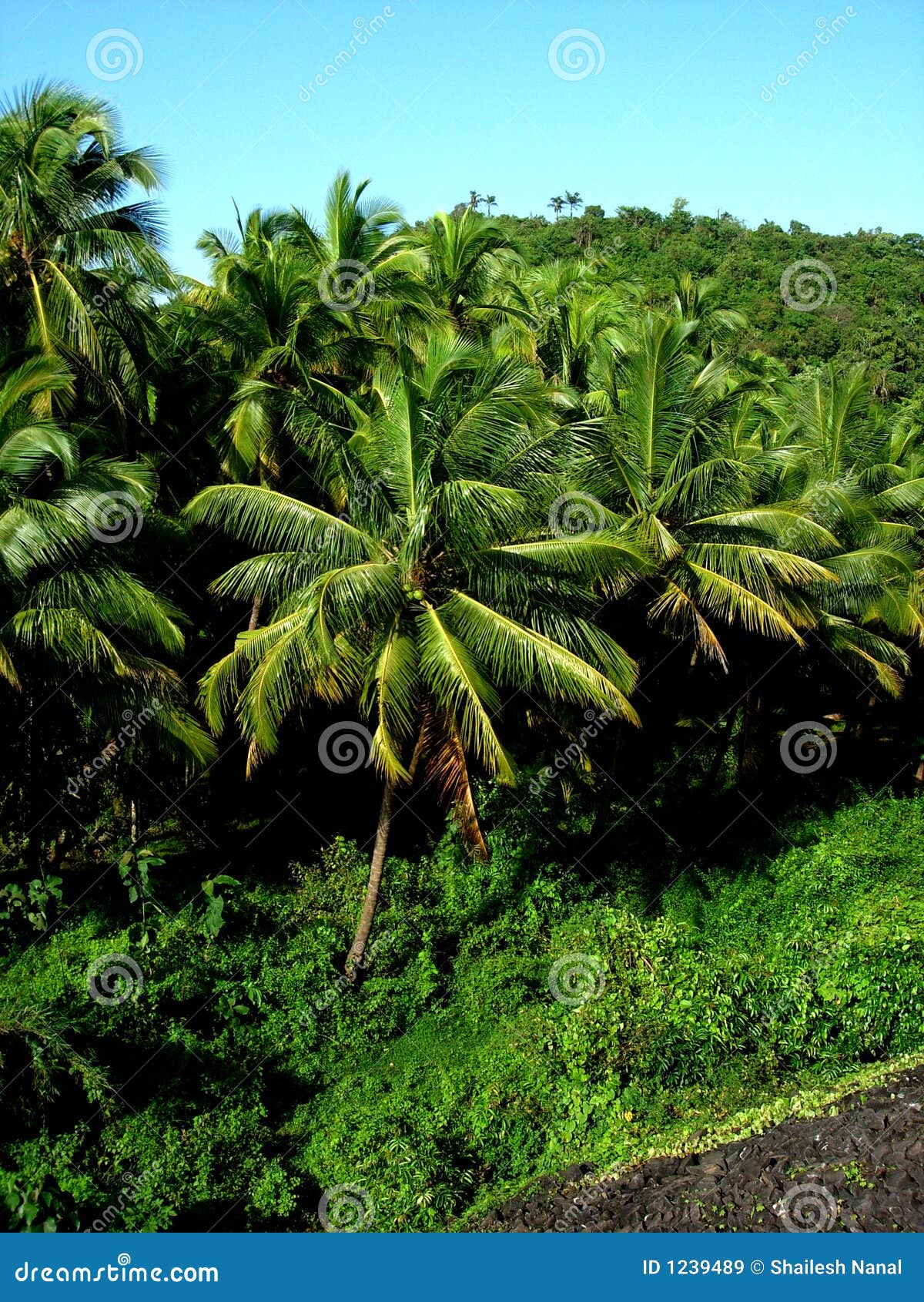 Beautiful Palm Trees stock image. Image of nature, green - 1239489