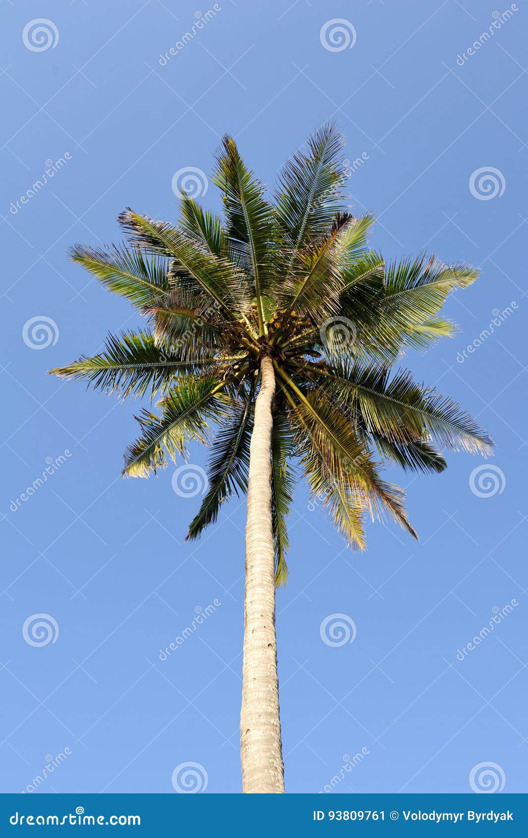 Beautiful palm trees stock image. Image of landscape - 93809761
