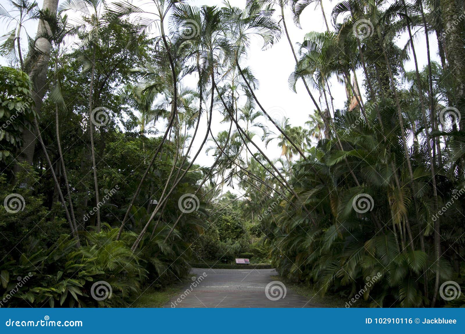 Palm Trees Path Botanical Garden Taiwan Stock Photo - Image of beautif ...