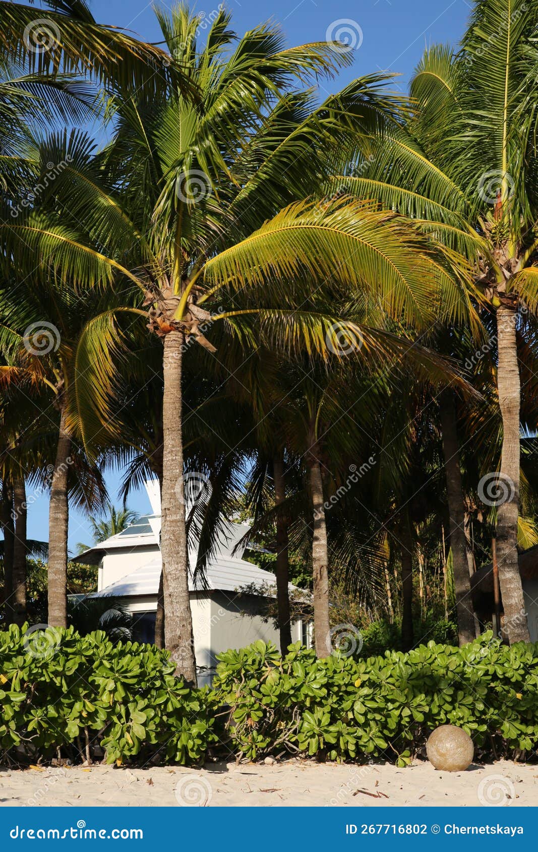 Beautiful Palm Trees with Green Leaves on Sandy Beach Stock Photo ...