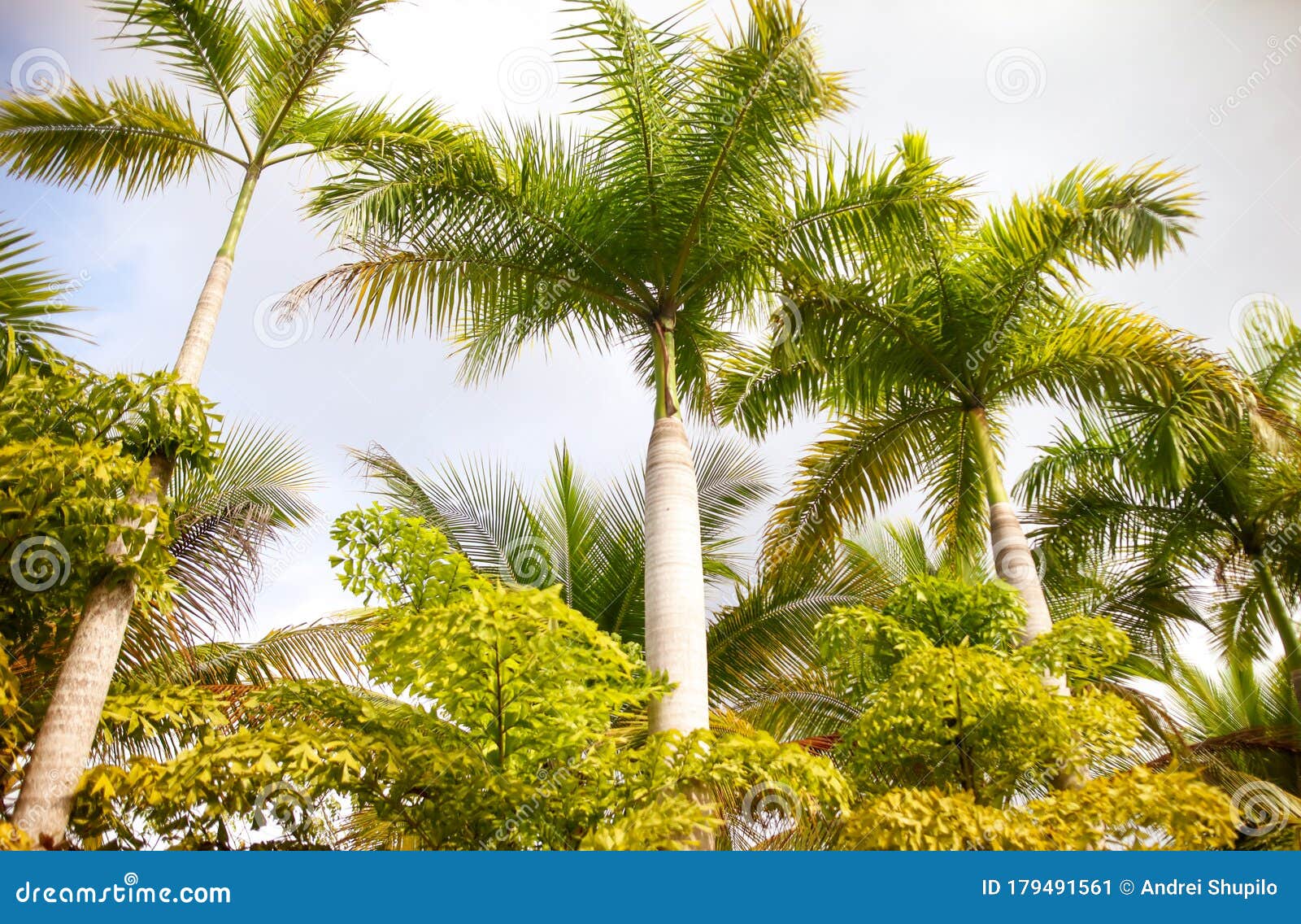 Beautiful Palm Trees in the Park Stock Image - Image of nature, leaves ...