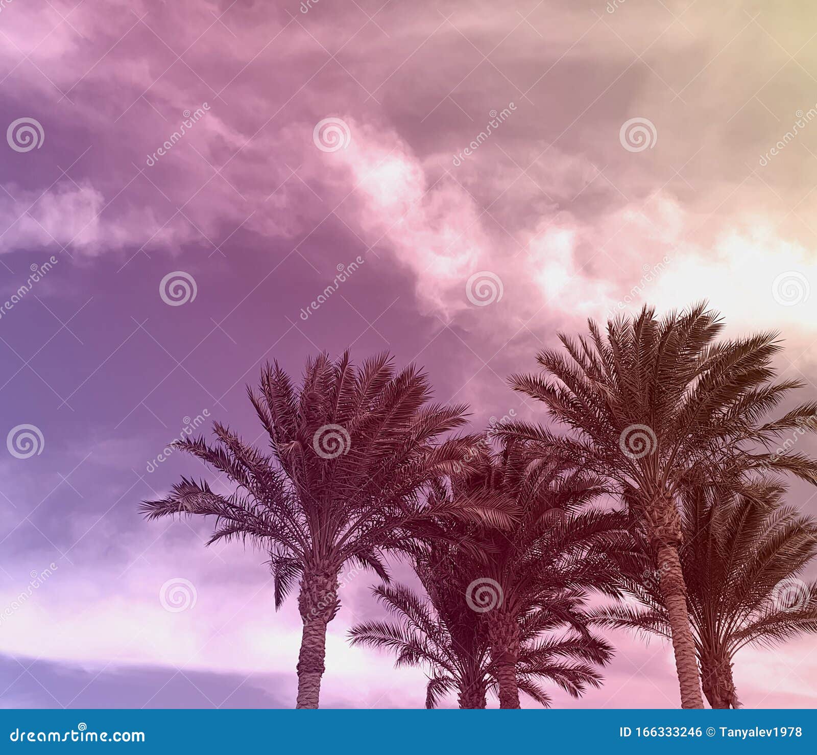 Beautiful Palm Trees Sky Background Stock Photo - Image of coast ...