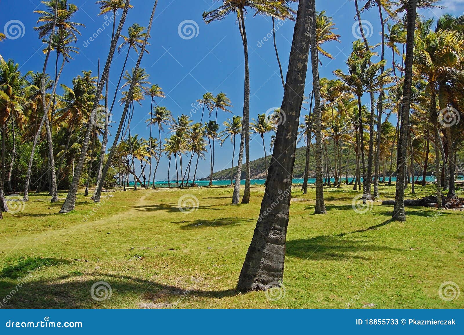 Beautiful Palm Trees on Spring Bay Beach of Bequia Stock Image - Image ...
