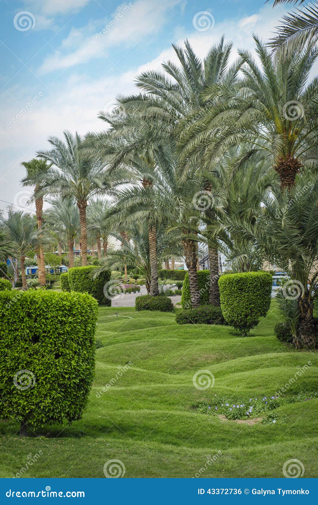 Beautiful Palm Trees in Tropical Garden Stock Photo - Image of banch ...