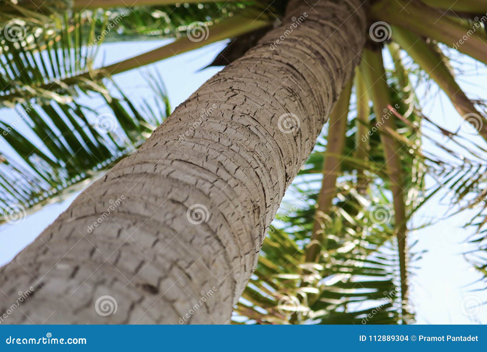 Beautiful Palms Coconut Tree Bottom View Stock Photo - Image of flora ...