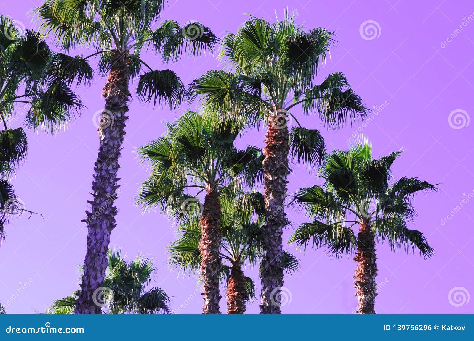 Beautiful Palms on Purple Sky Stock Photo - Image of nature, natural ...