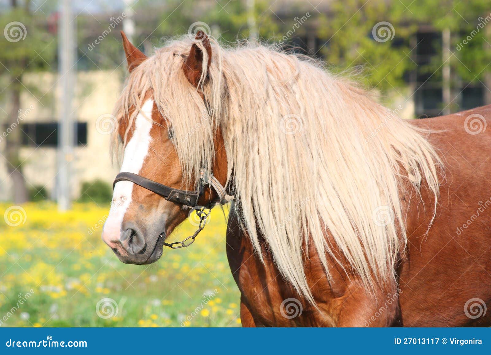 Beautiful Palomino Draught Horse Portrait Stock Image - Image of bloom ...