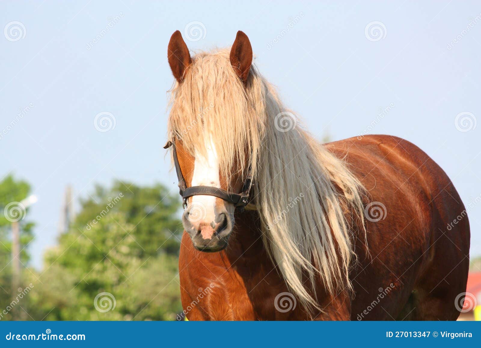 Beautiful Palomino Draught Horse Portrait Stock Image - Image of horse ...