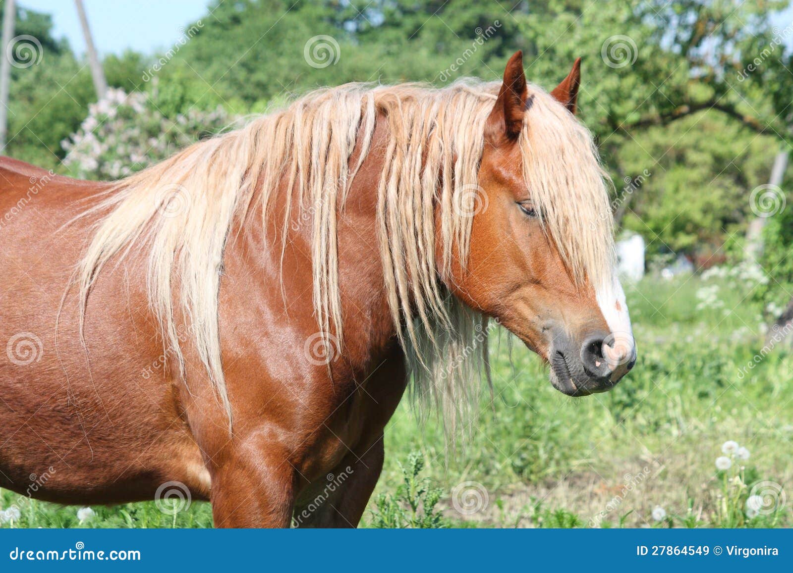 Beautiful Palomino Draught Horse Portrait Stock Image - Image of ...