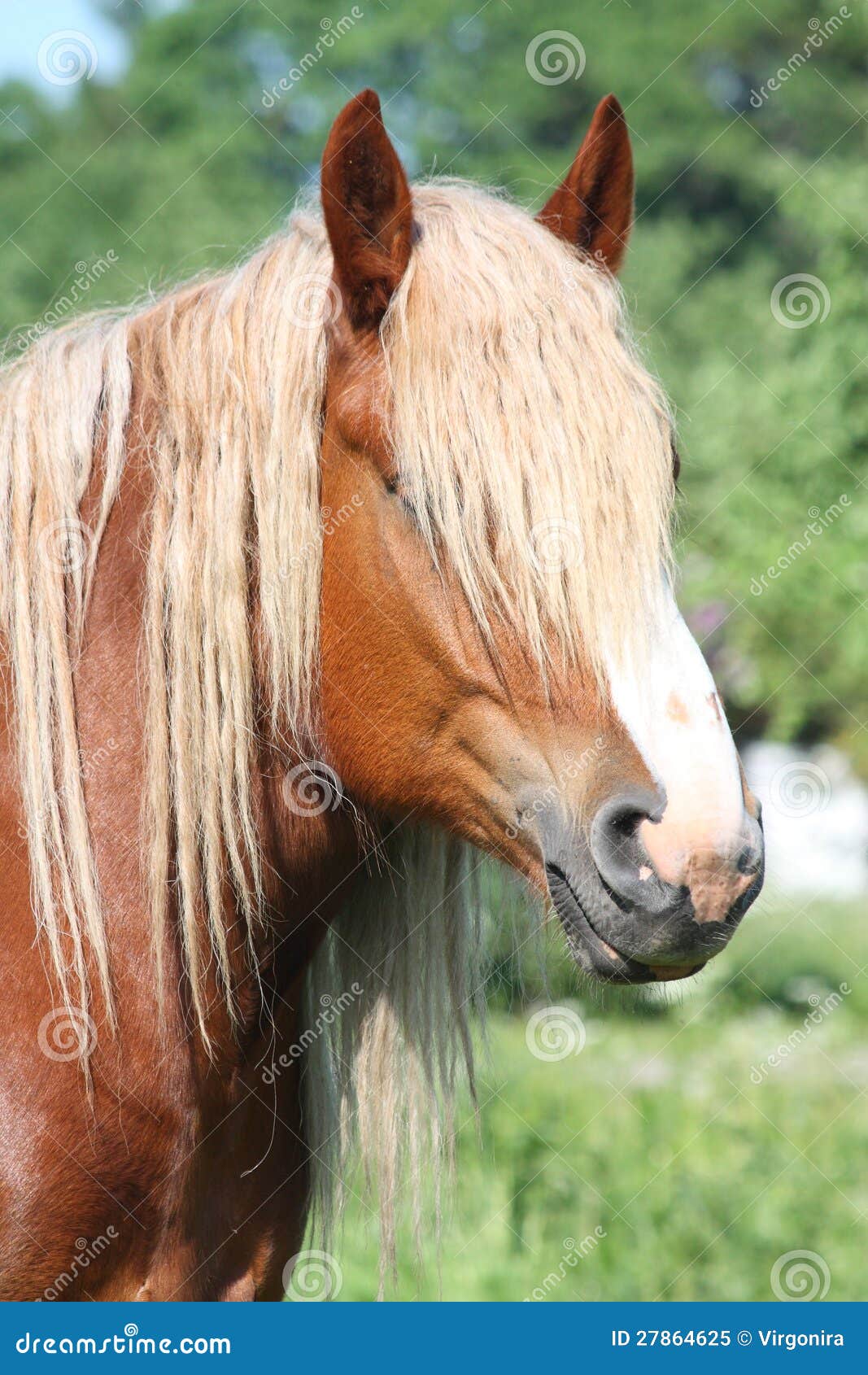 Beautiful Palomino Draught Horse Portrait Stock Image - Image of mare ...