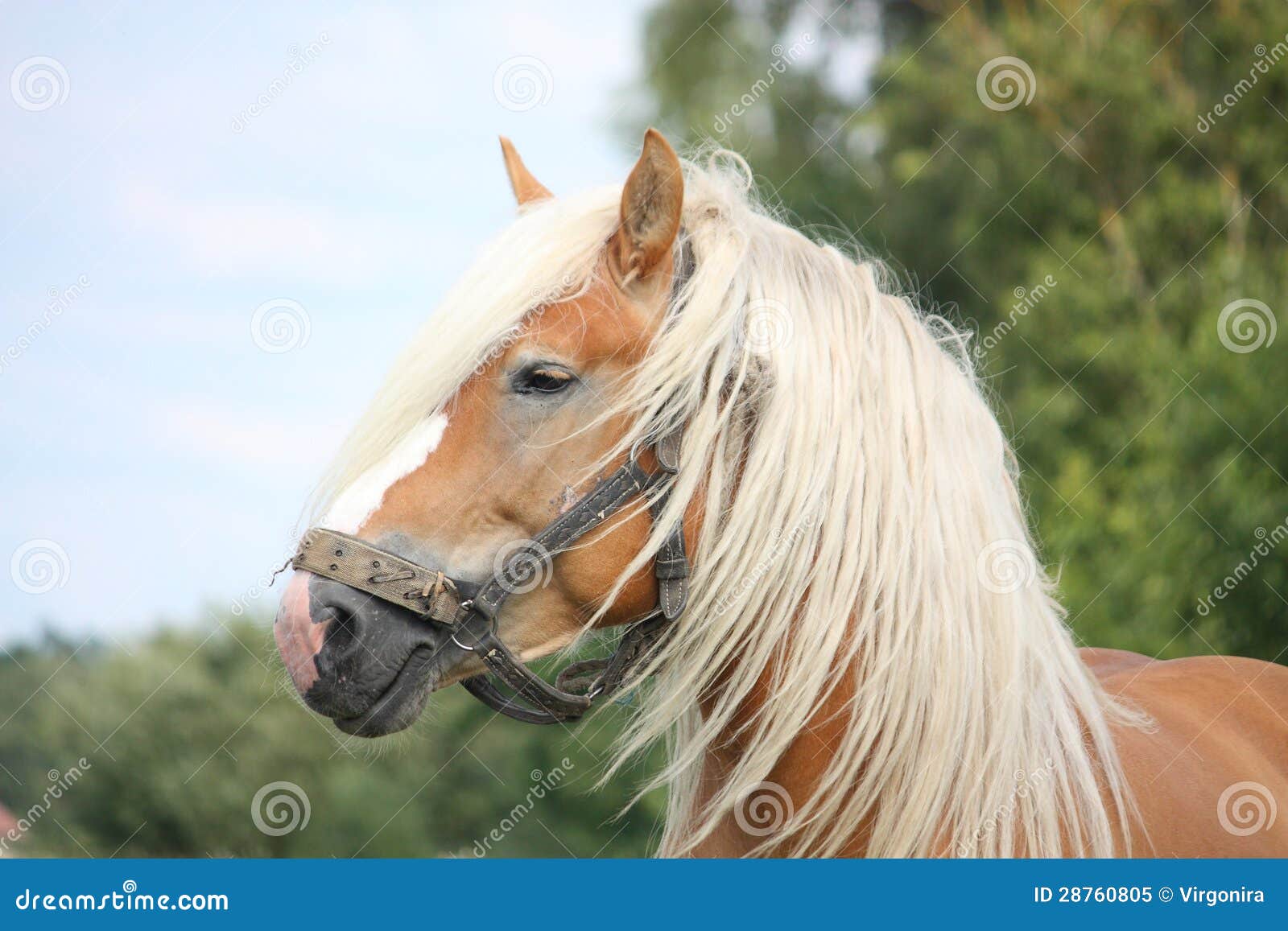 Beautiful Palomino Draught Horse Portrait Stock Image - Image of equine ...