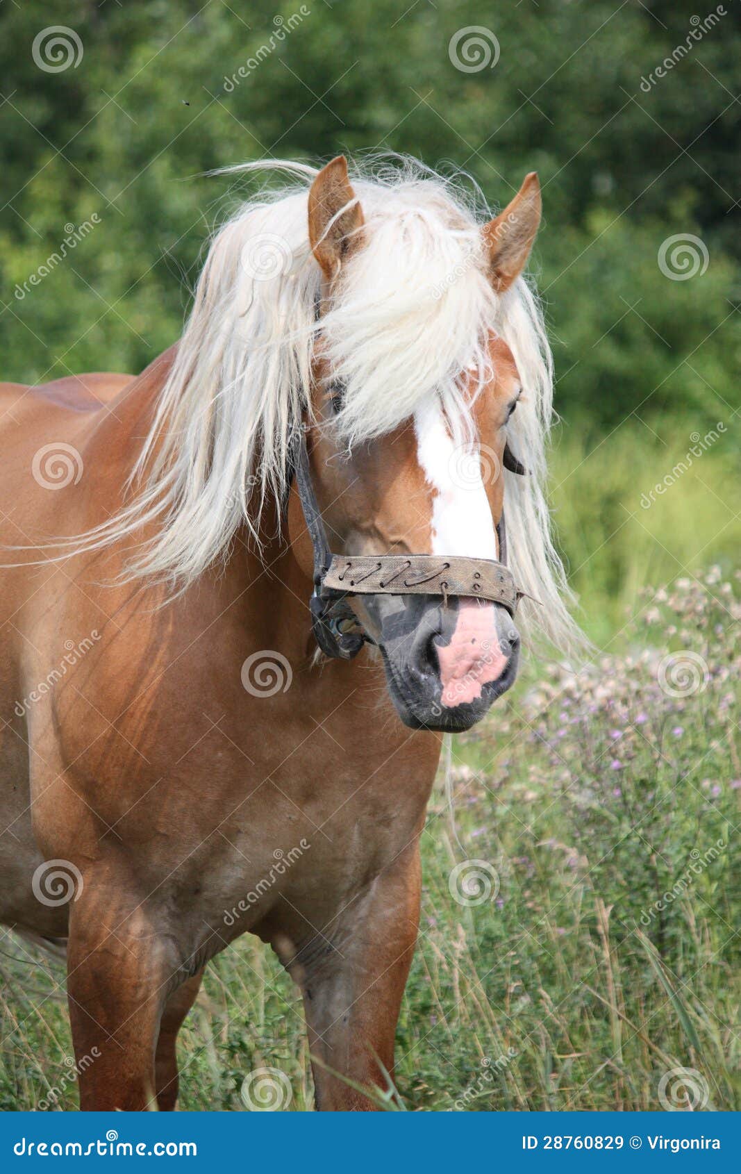 Beautiful Palomino Draught Horse Portrait Stock Image - Image of nature ...
