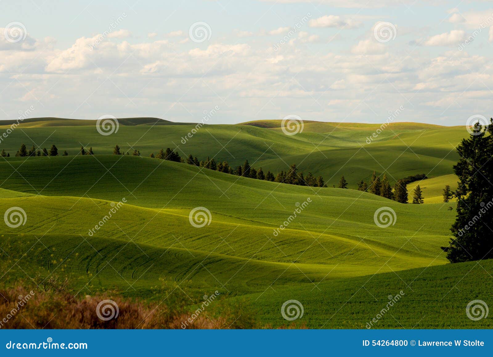 The Beautiful Palouse Hills Stock Photo - Image of colorful, palouse ...