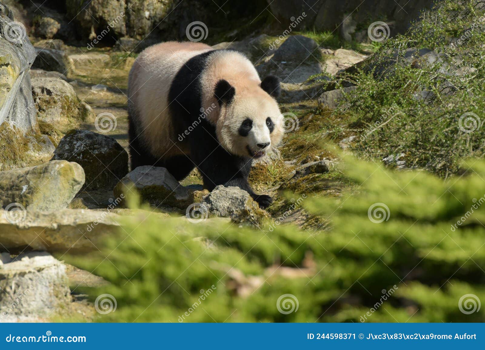 Beautiful Panda in the Nature Stock Image - Image of china, species ...