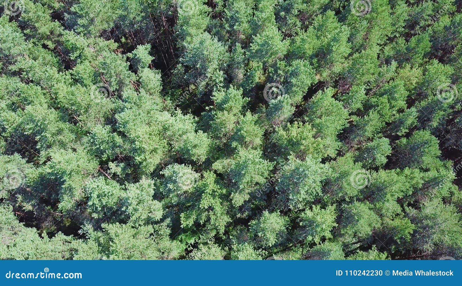 Beautiful Panoramic Over the Tops of Pine Forest. Clip. Top View of the ...