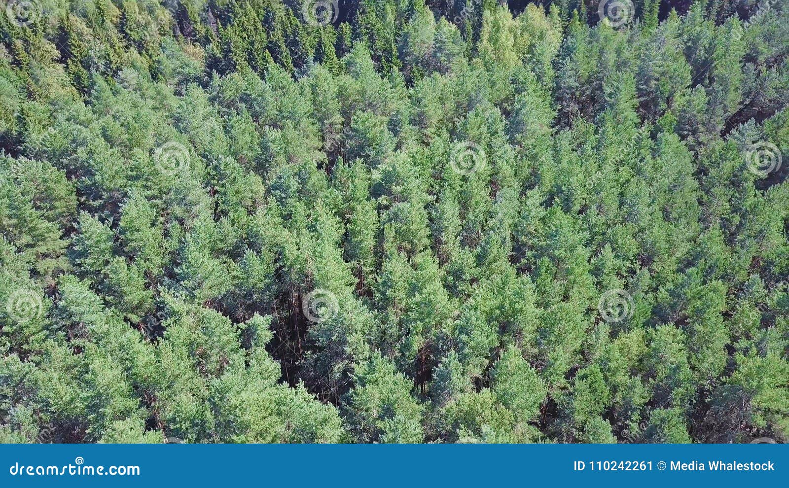 Beautiful Panoramic Over the Tops of Pine Forest. Clip. Top View of the ...