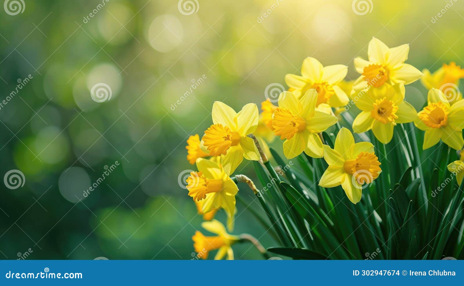 Beautiful Panoramic Spring Nature Background with Daffodil Flowers ...