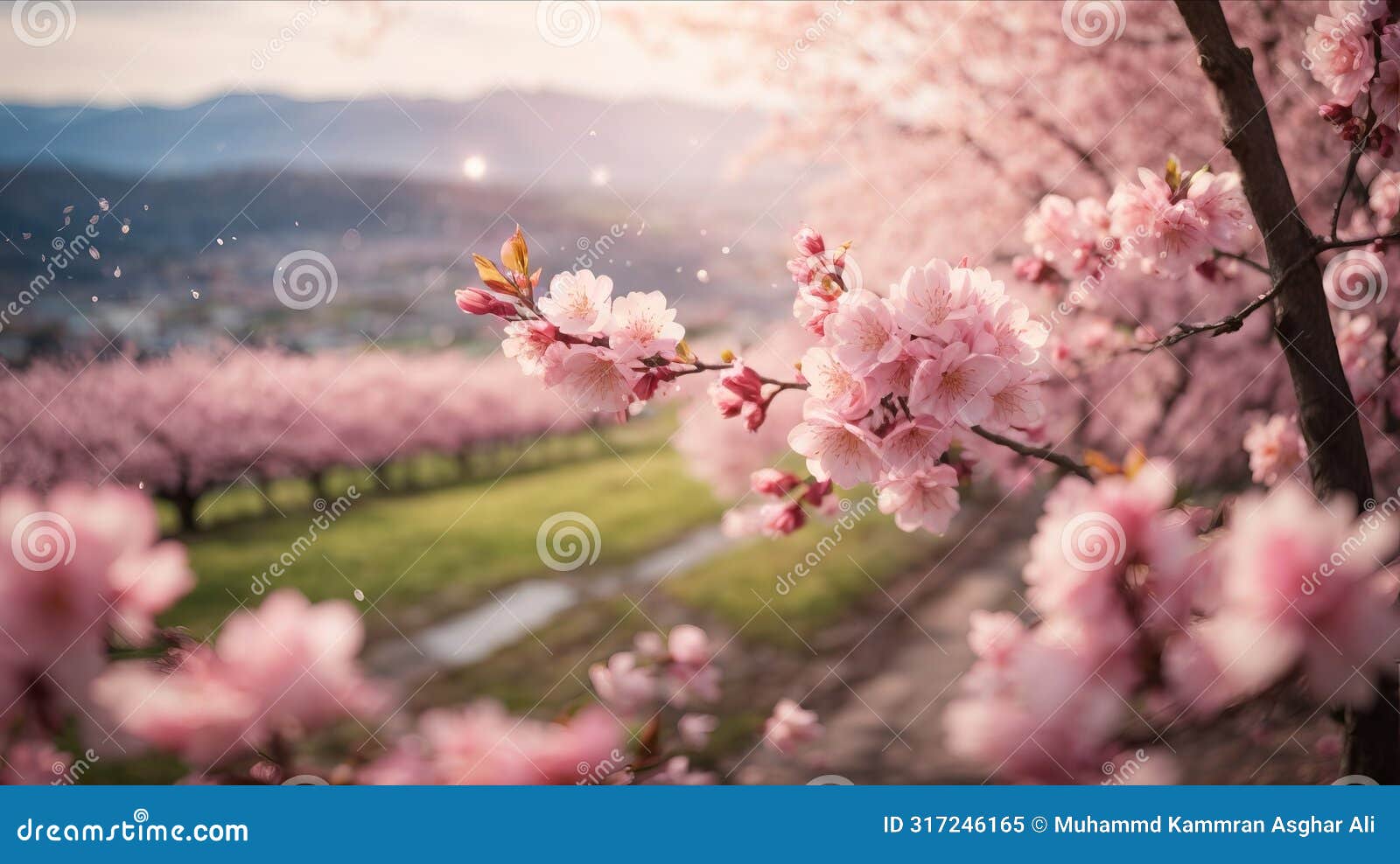 Beautiful Panoramic Spring Scenery with Cherry Blossom and Bokeh ...