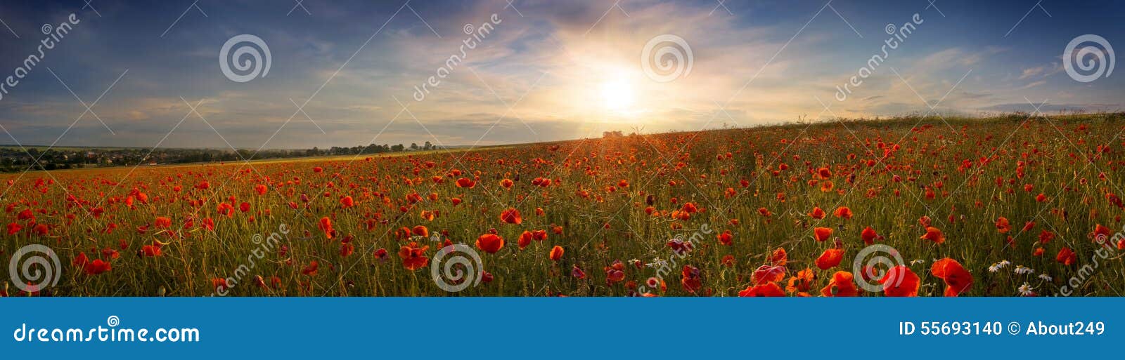 Beautiful Panoramic View of the Poppies at Sunset Stock Photo - Image ...