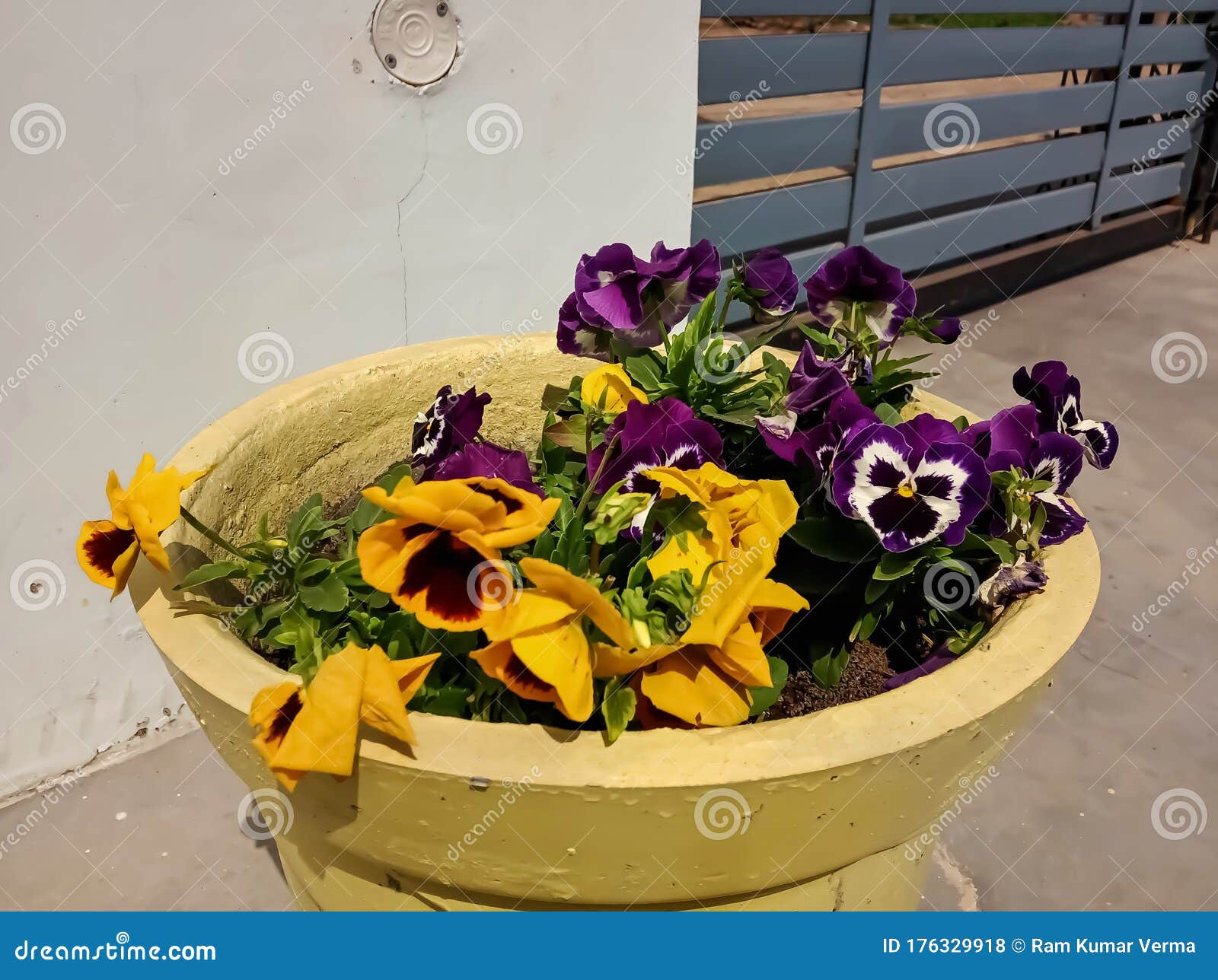 Beautiful Pansu Flower Awesome Image India Stock Photo - Image of pansu ...