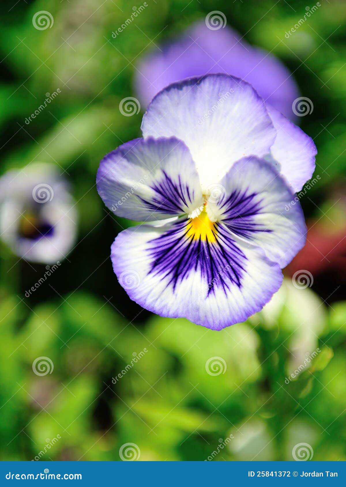 Beautiful pansy flower stock photo. Image of pretty, garden - 25841372
