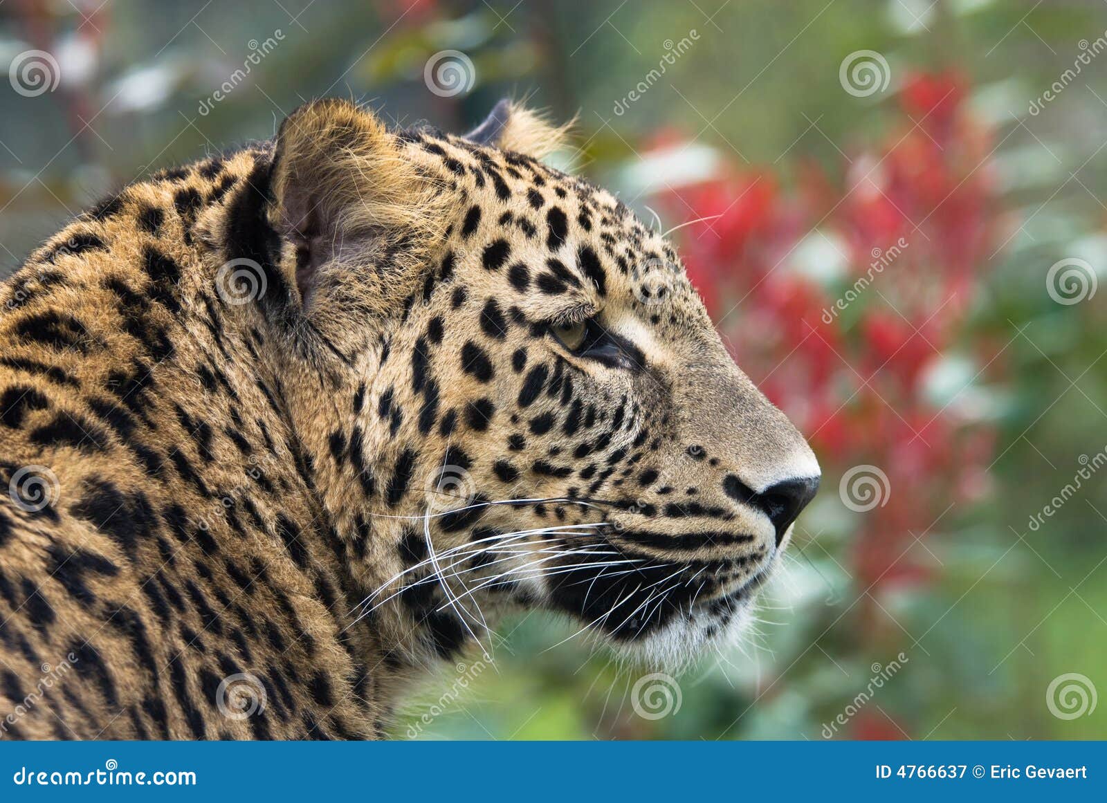 Beautiful panther stock image. Image of refuge, species - 4766637