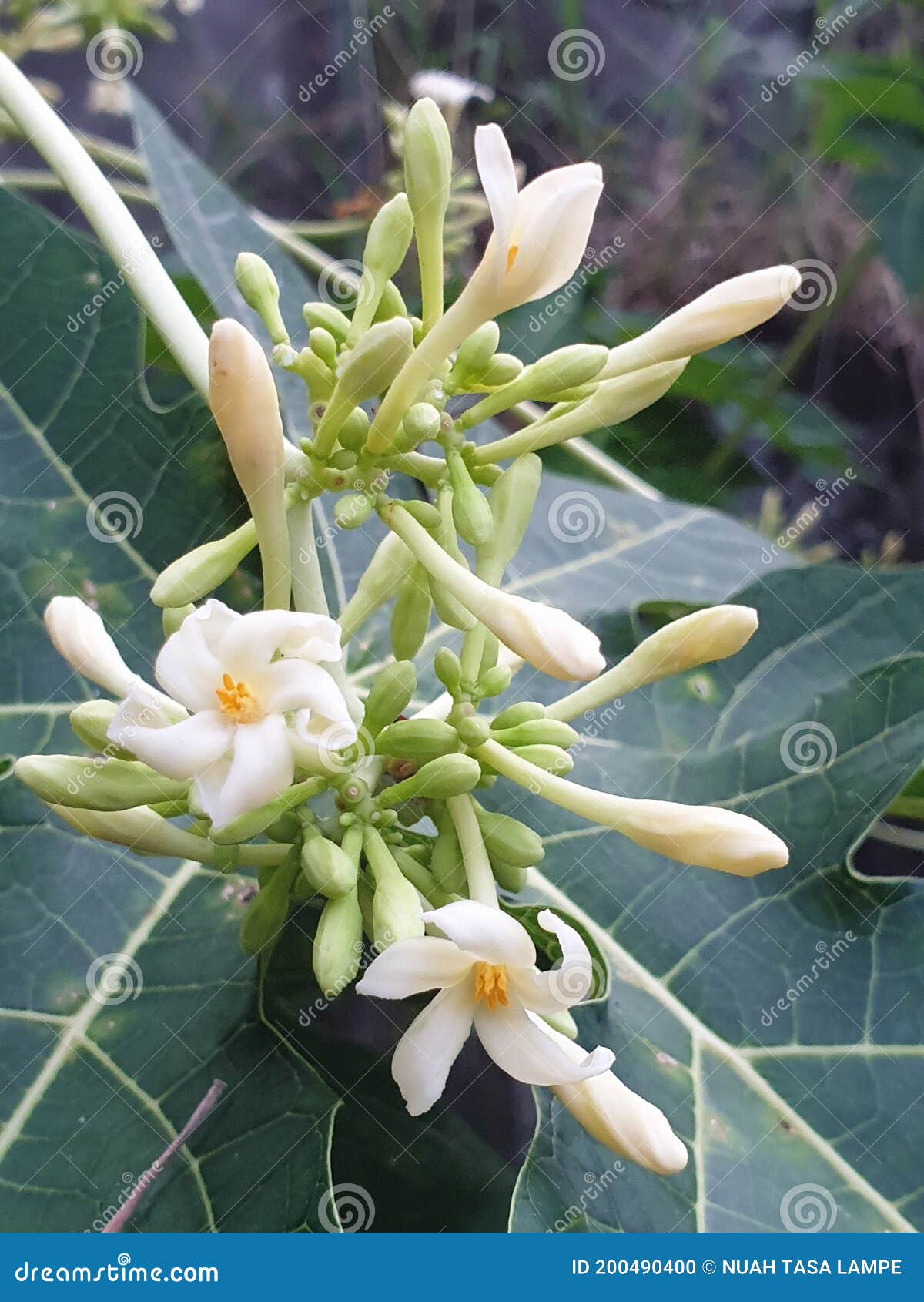 The Beautiful Papaya Flower Stock Photo - Image of petal, beautiful ...