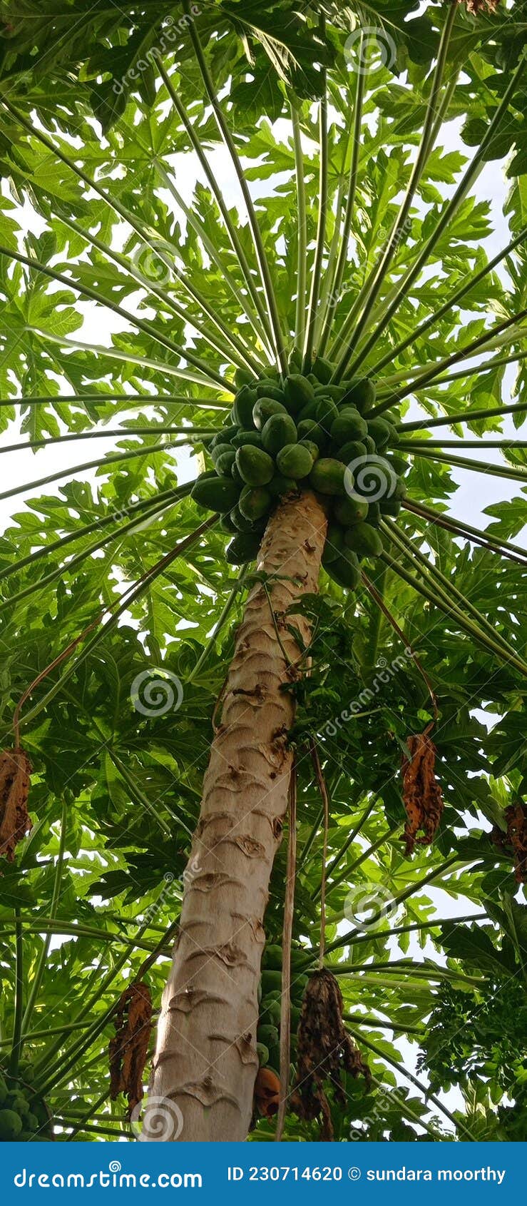 The Beautiful Papaya Tree in My Garden Stock Photo - Image of ...