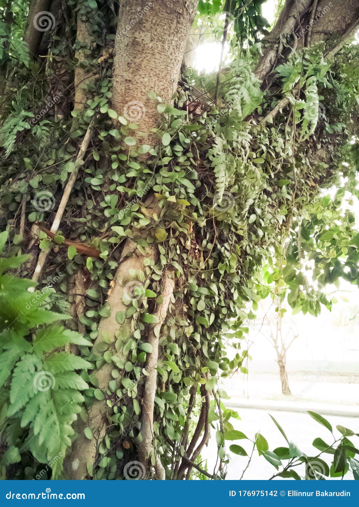 Beautiful Parasite Plants on Tree Stock Photo - Image of season, green ...