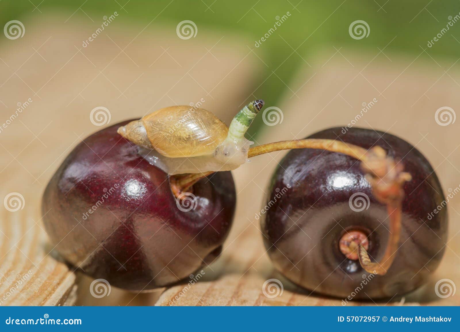 Beautiful parasite stock image. Image of macrofoto, cherries - 57072957