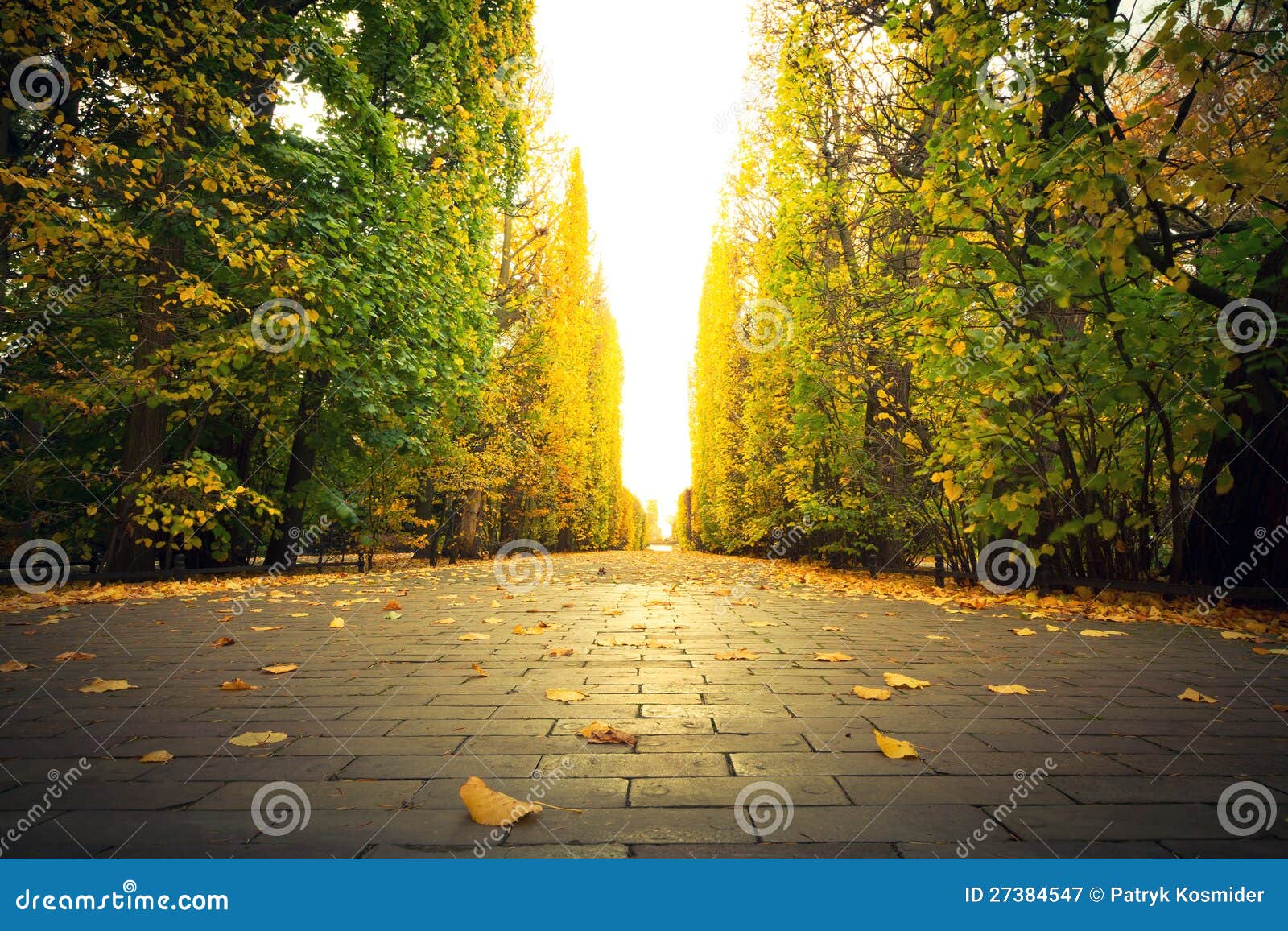 Beautiful Park Alley in Autumn Stock Image - Image of fall, green: 27384547