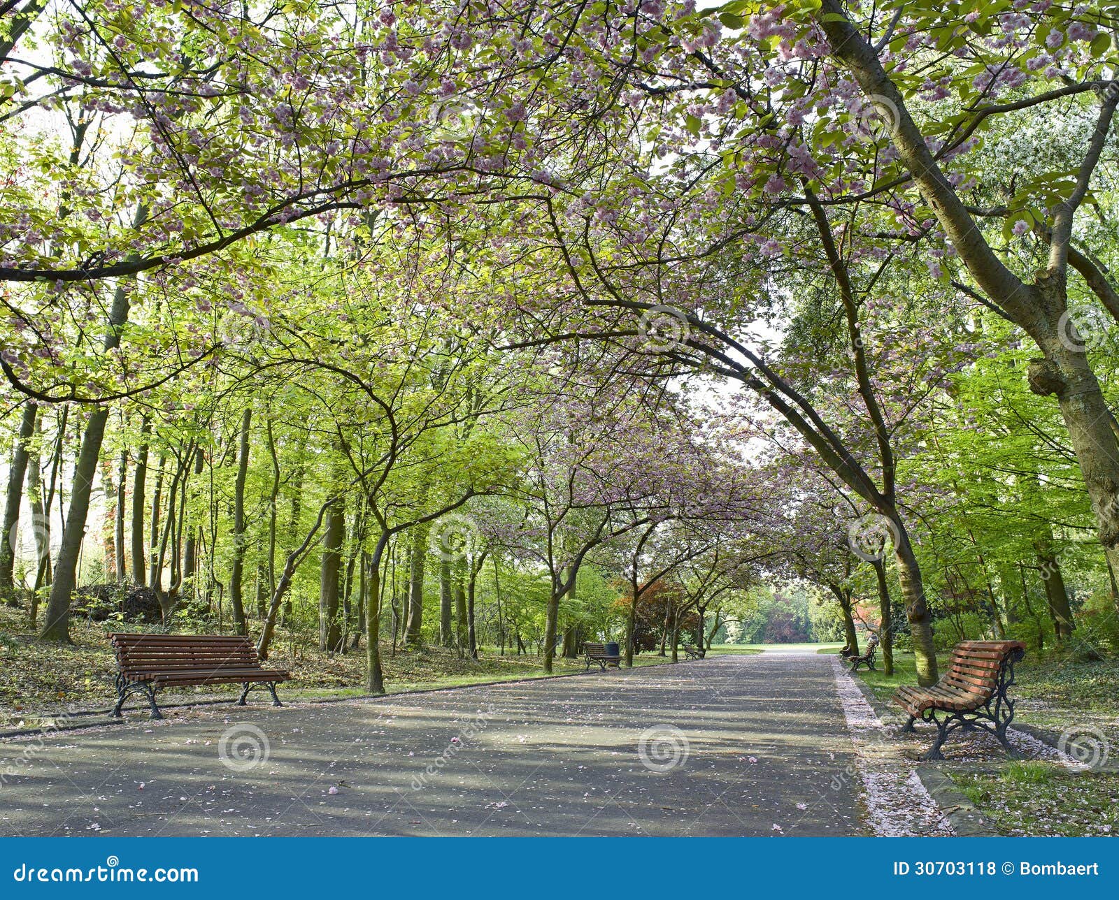 Park Alley With Thuja Columns, Paved Walkway And Wooden Benches Stock ...