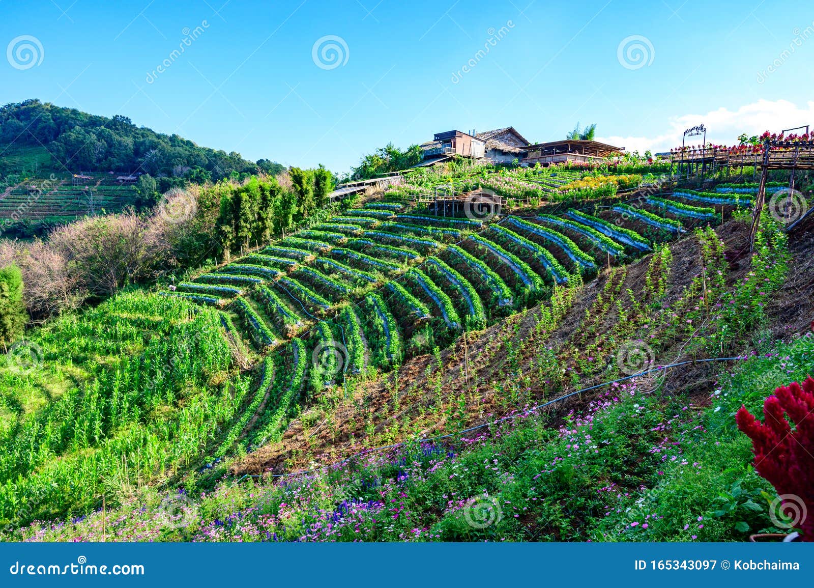 Beautiful Park at Doi Mon Cham Stock Image - Image of nature, park ...