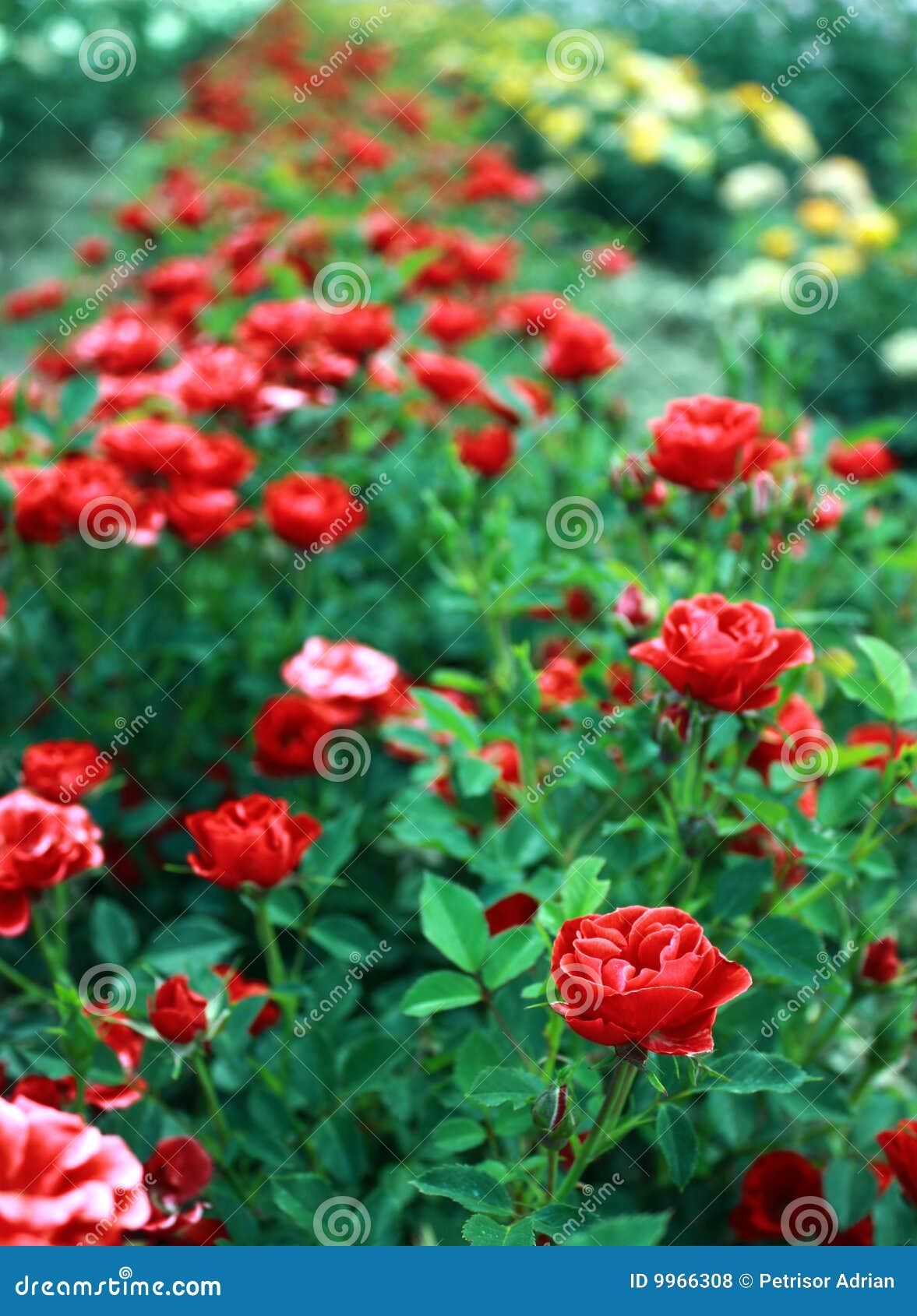 Beautiful Park Full of Red Roses Stock Photo - Image of background ...