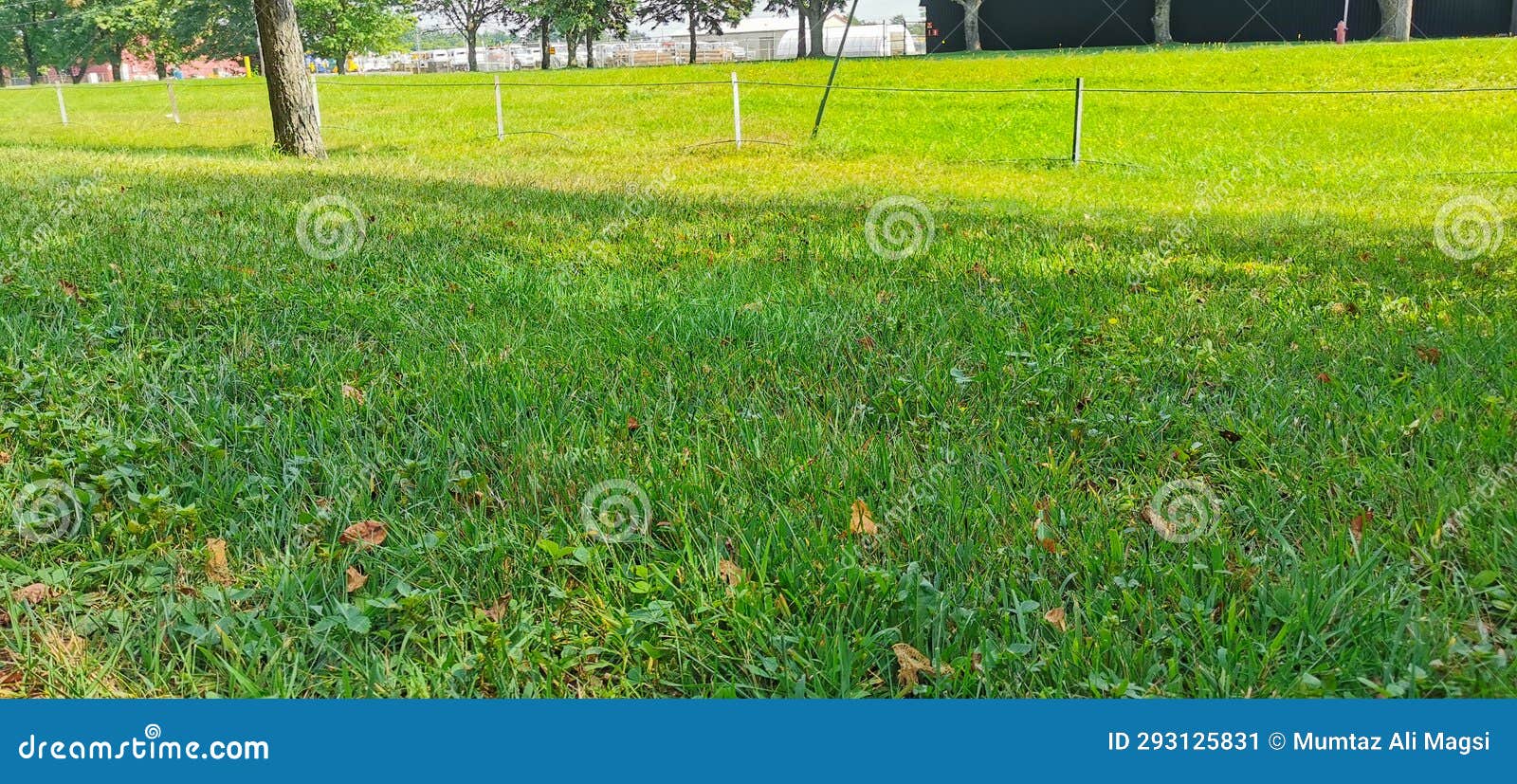 Beautiful Park Green Grass Trees Landscape Stock Image - Image of ...