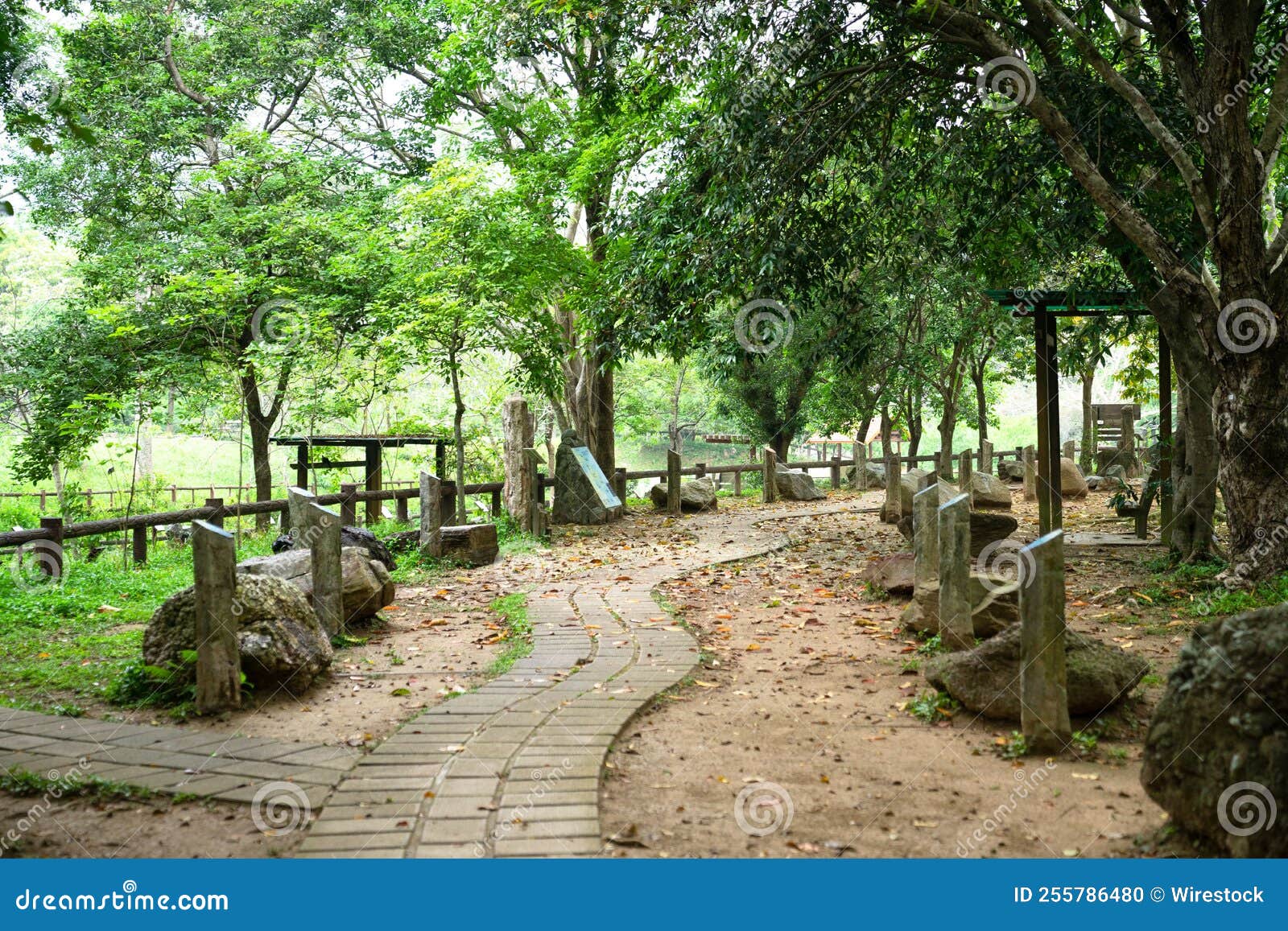 Beautiful Park with Green Trees Stock Photo - Image of wooden, ecology ...