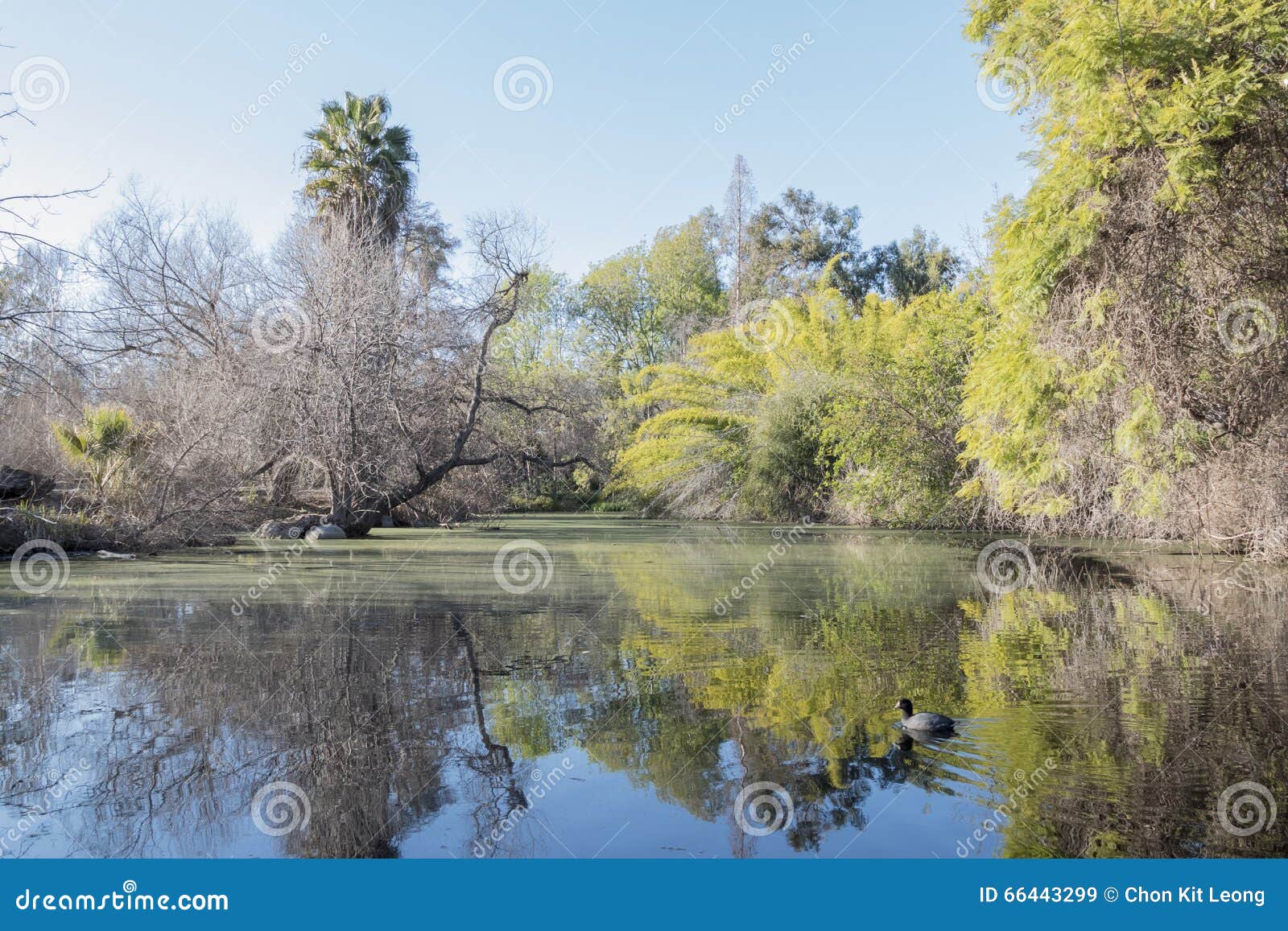 Beautiful Park with Lake, Tree and Reflection Stock Image - Image of ...