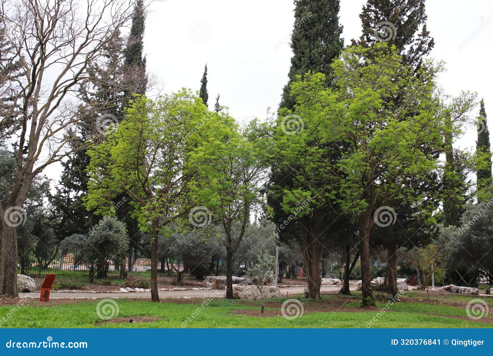 Beautiful Park Landscape with Trees. Tree in the Park Stock Image ...